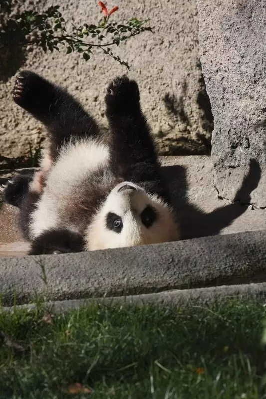 Panda gedé henteu ngaluarkeun daptar spésiés sato.