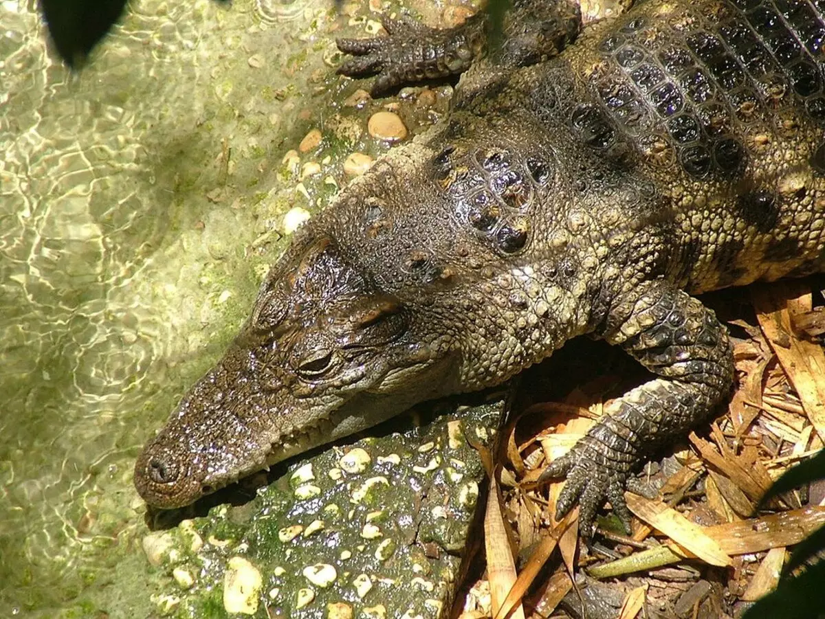 Cel mai mare crocodil al Chinei alege mireasa