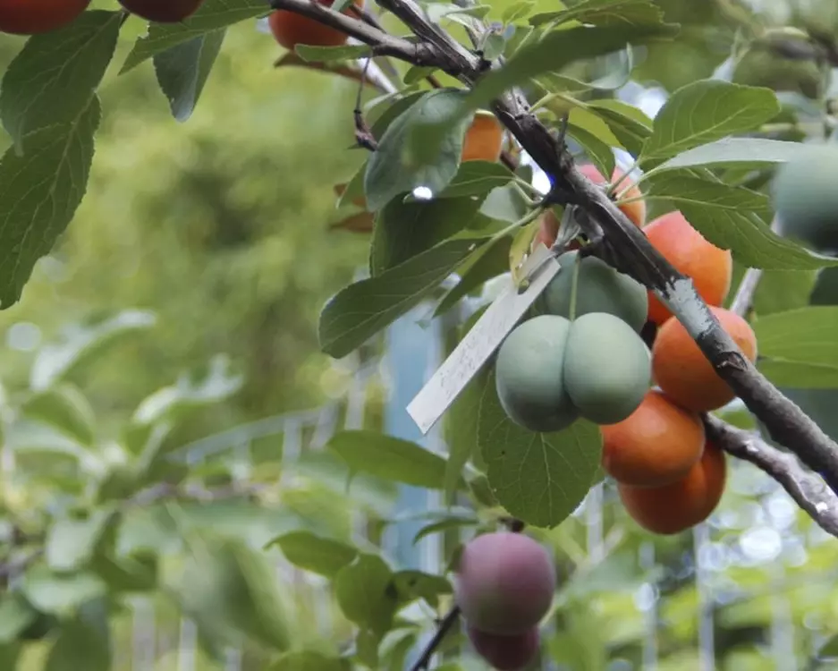 40 types of fruits on the same tree: video