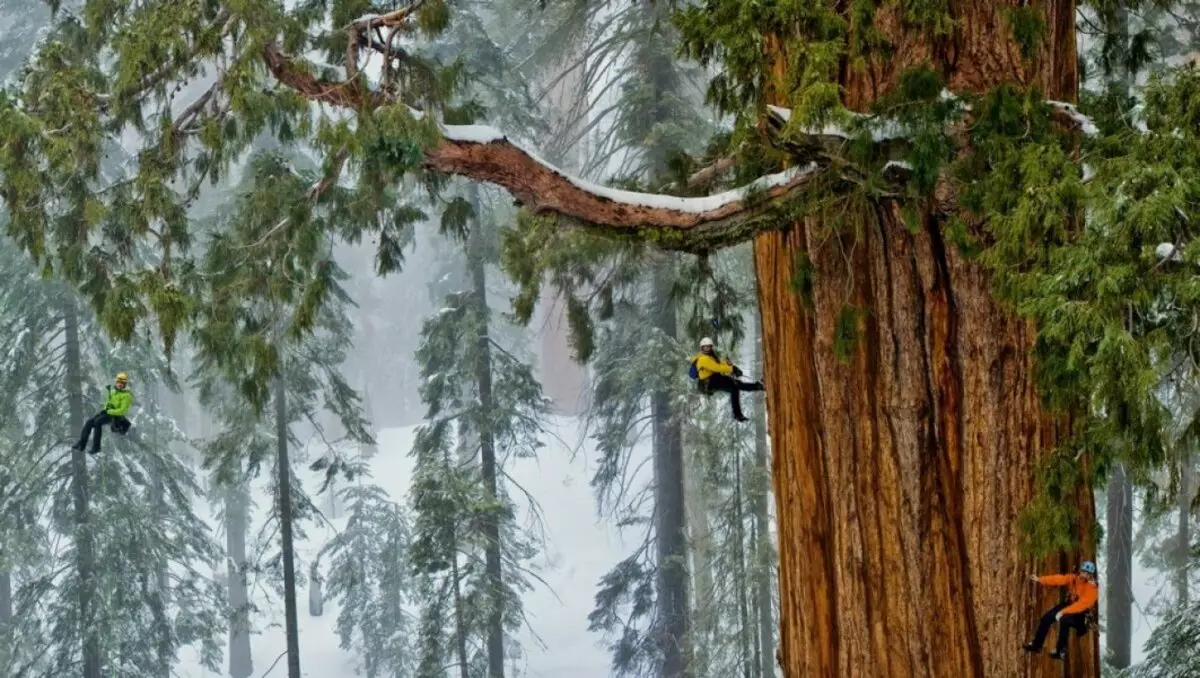 I-Forest Giant: Izimfihlo ze-Sequoia enkulu