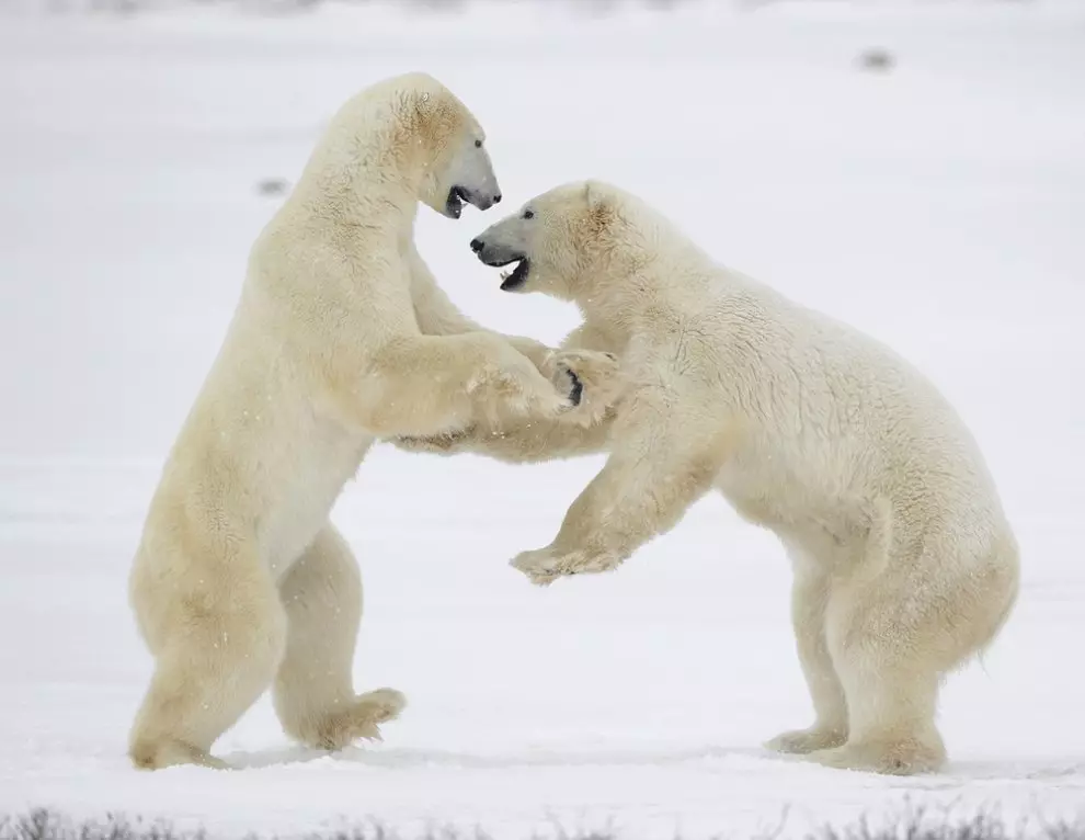 Yadda farin Bears ya hana masu binciken Polar