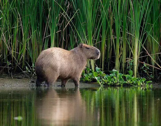 Capybara - de gréissten Knabberdéieren op der Äerd