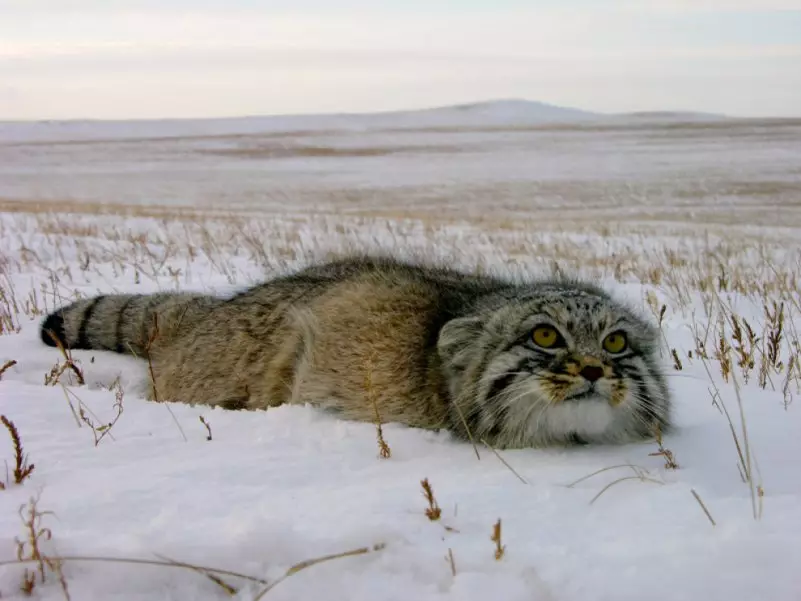 Manul: Steppe Hermit