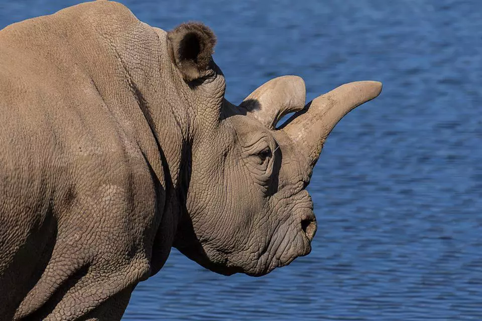 Танҳо се rhino сафед шимоли рӯи замин боқӣ