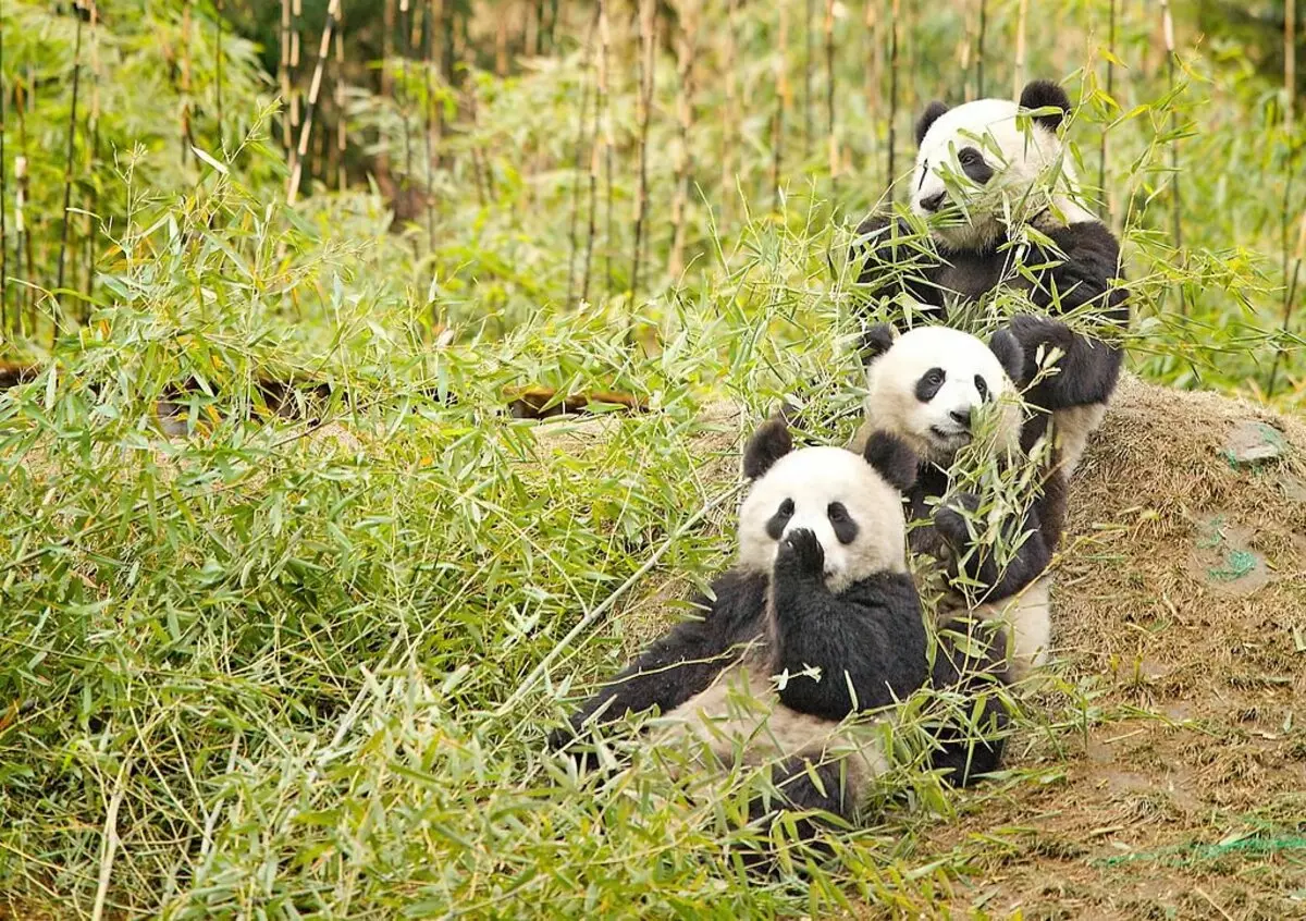 9 쌍 팬든 쌍둥이는 몇 주 안에 중국에서 태어났습니다.