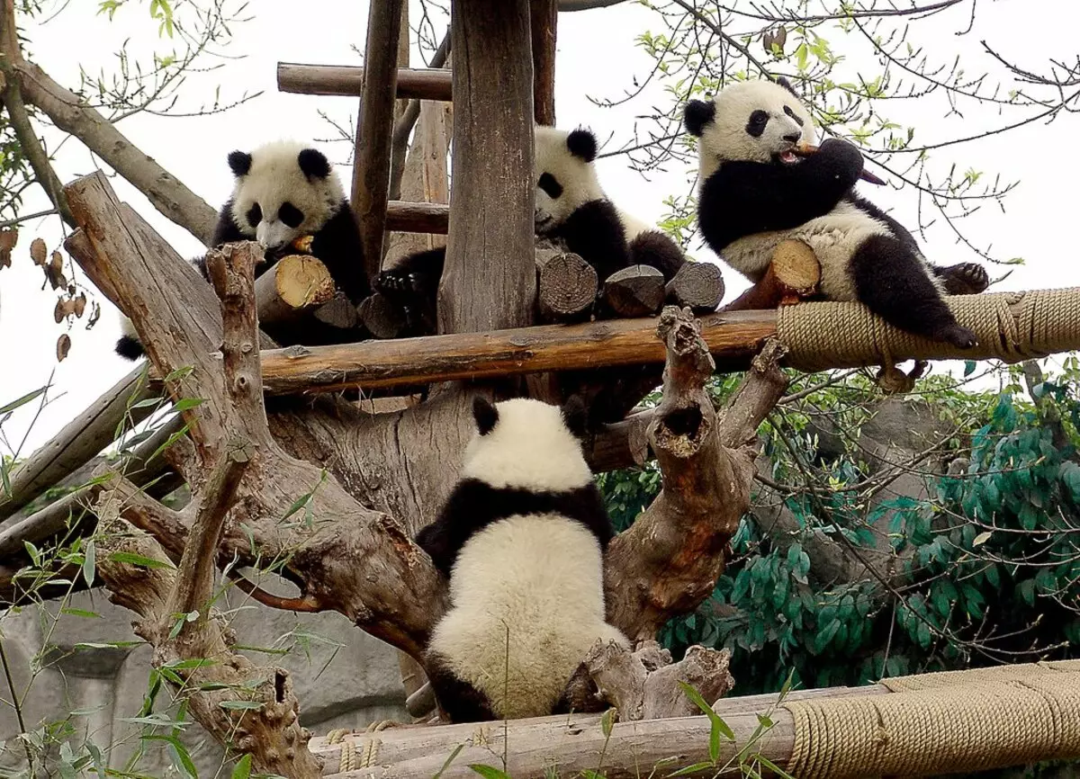 23 kekere Panda wá si awon eniyan: video