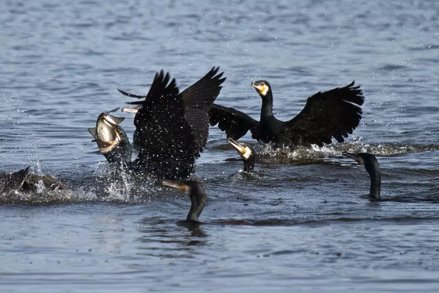 Thousands of cormorants will be killed for the sake of saving fish