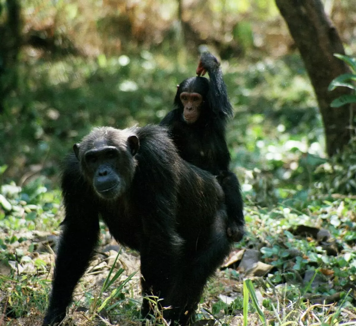 sakkiz jirkanch. chimpanzees urug'lari 4 yillik urush erk qanday