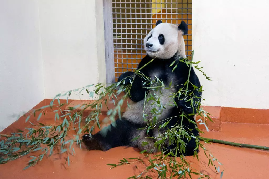 Panda opnij swier mei foar ekstra snoepjes