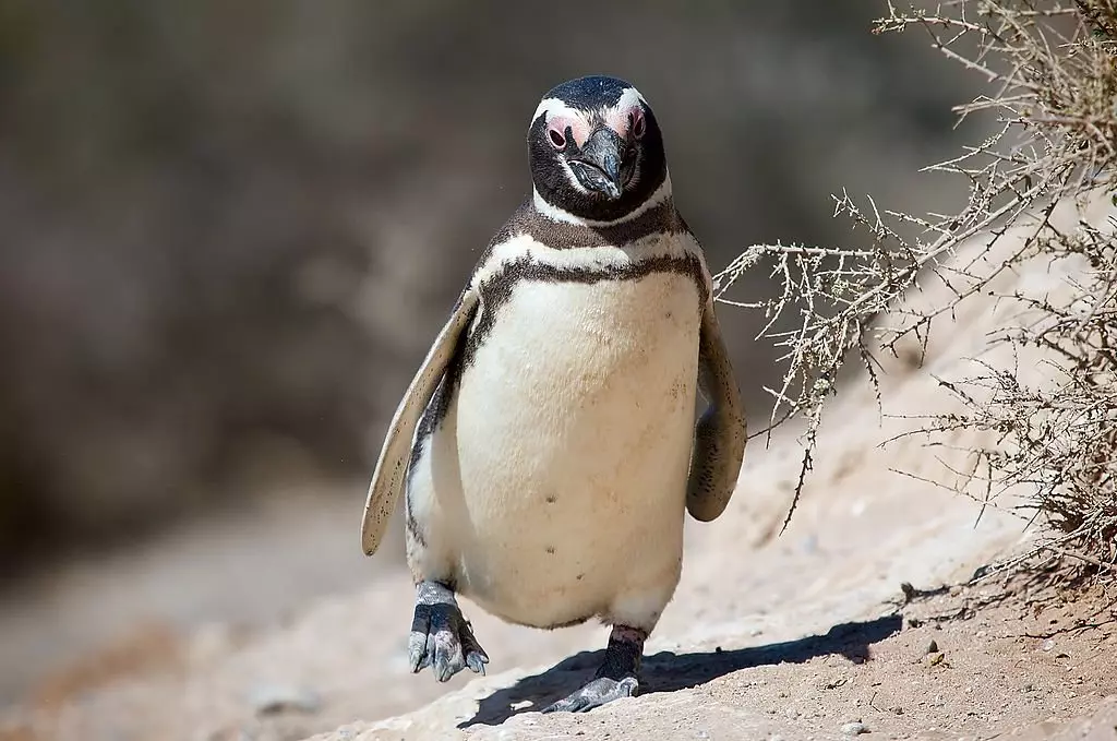 Den mest hängivna pingvinen i världen