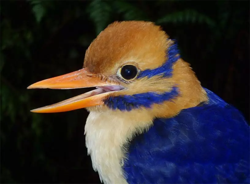 Kodėl ornitologas nužudė retą paukštį