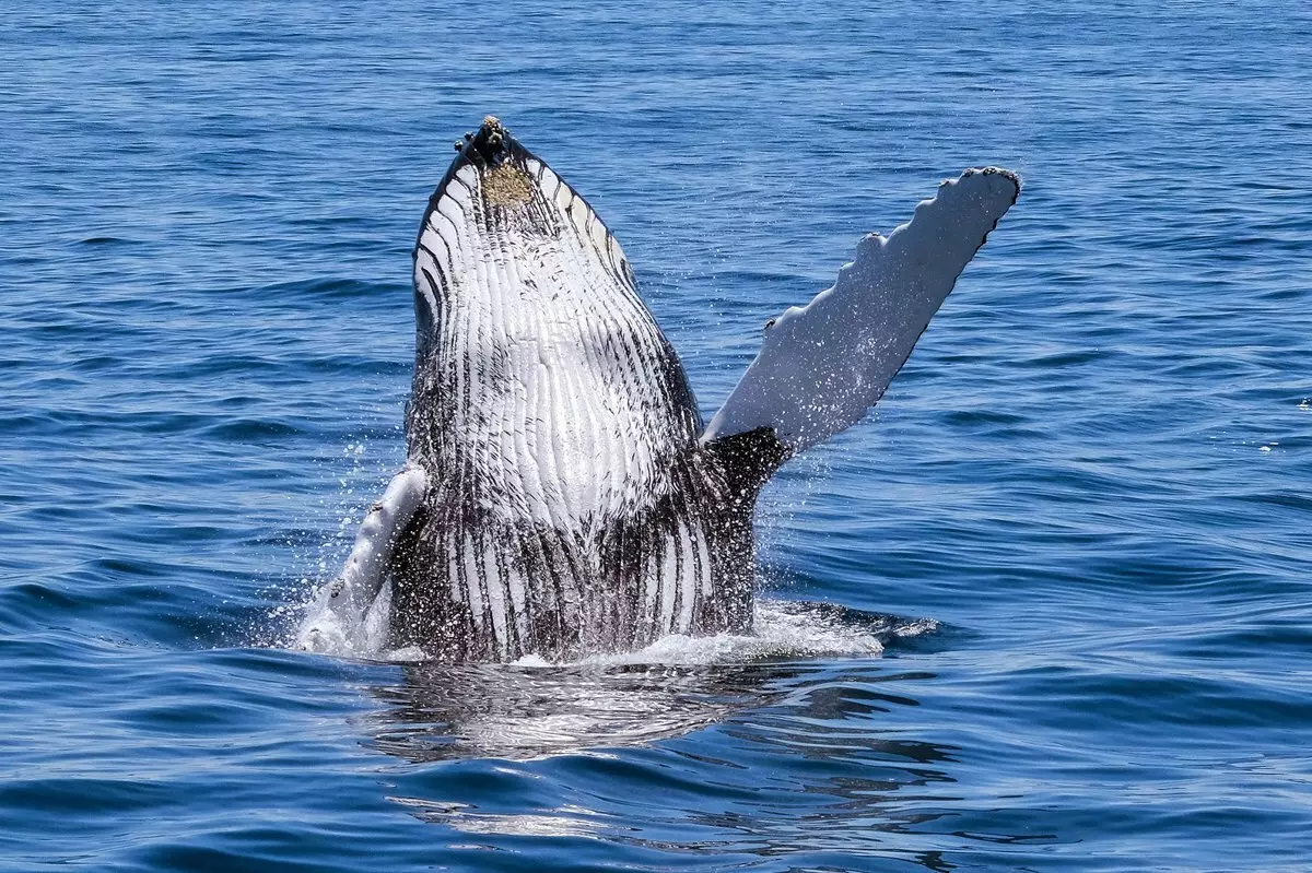 Vídeo: balena geperuda llémenes al costat dels pescadors