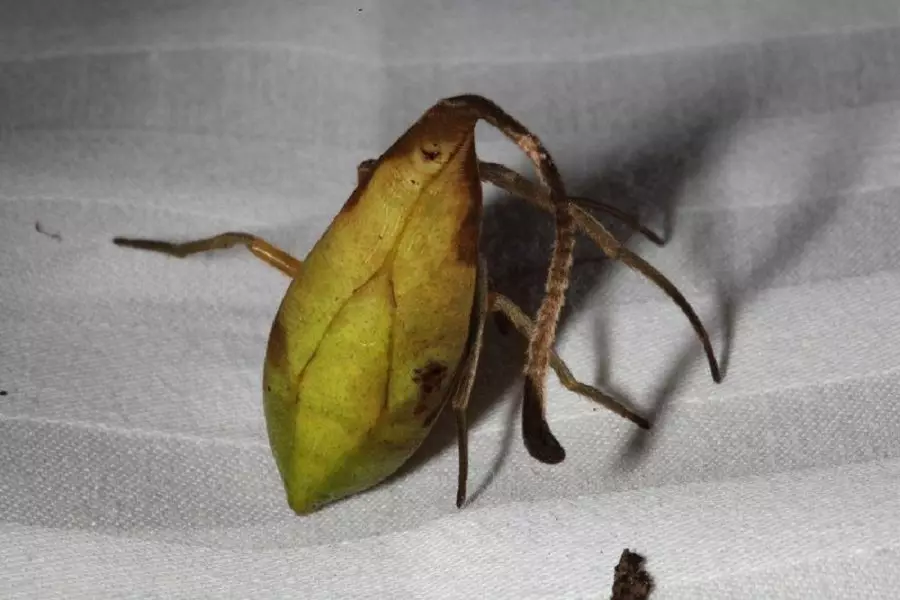 Павук, який прикидається засохлі листом дерева