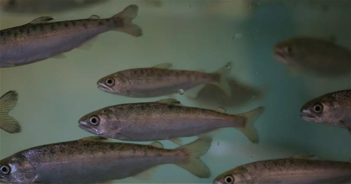 Salmonul de Sud Kamchatka Rezervația încetează să migreze