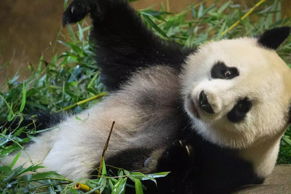 Panda belajar bersembunyi di bawah selimut: Video
