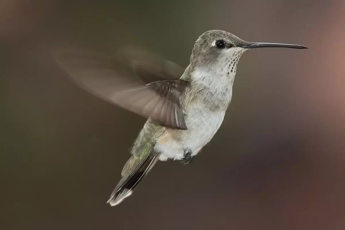 Hummingbird poob rau kev hlub nrog tus Cawm Seej aub: Video