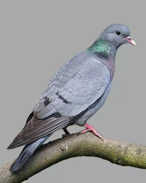 Scientists found out how pigeons are oriented in space