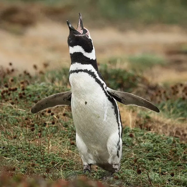 I-penguin ekhohlisiwe igingqika ngembangi: ividiyo