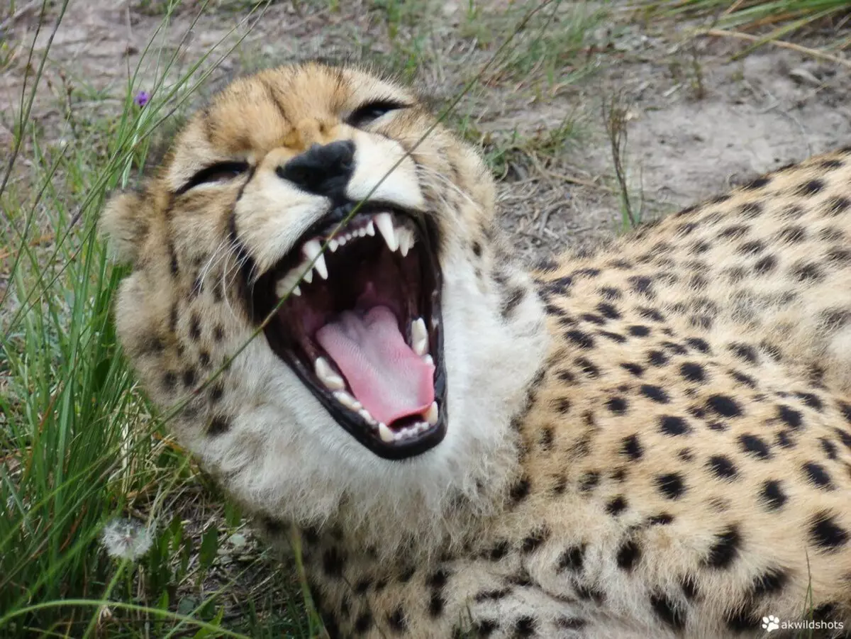 Mengapa cheetah melompat ke mobil ke turis