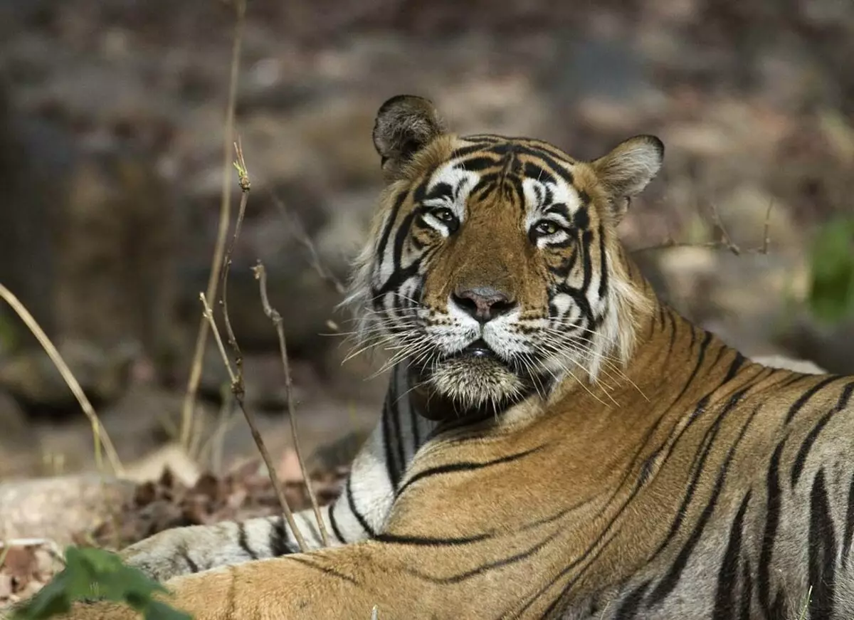 Tigress frigivet i den vilde natur blev mor