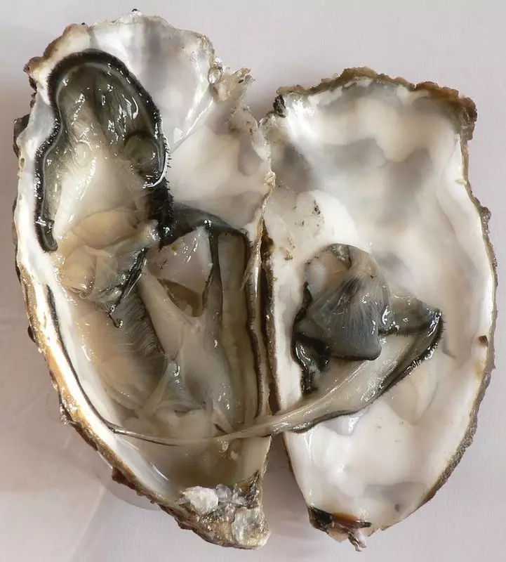 Vibrosis: How Oysters anouraya vanhu