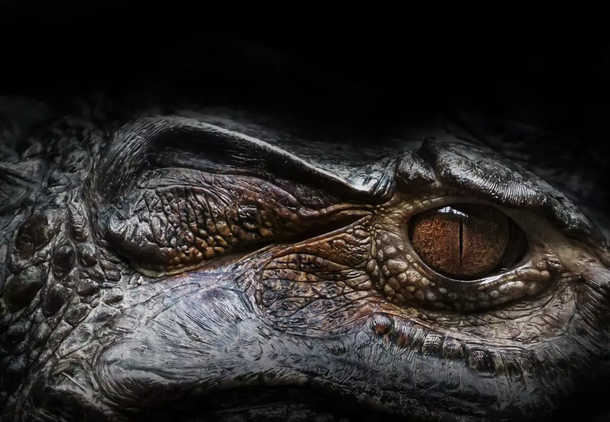 Gorbun先生，世界上最大的鱷魚：視頻
