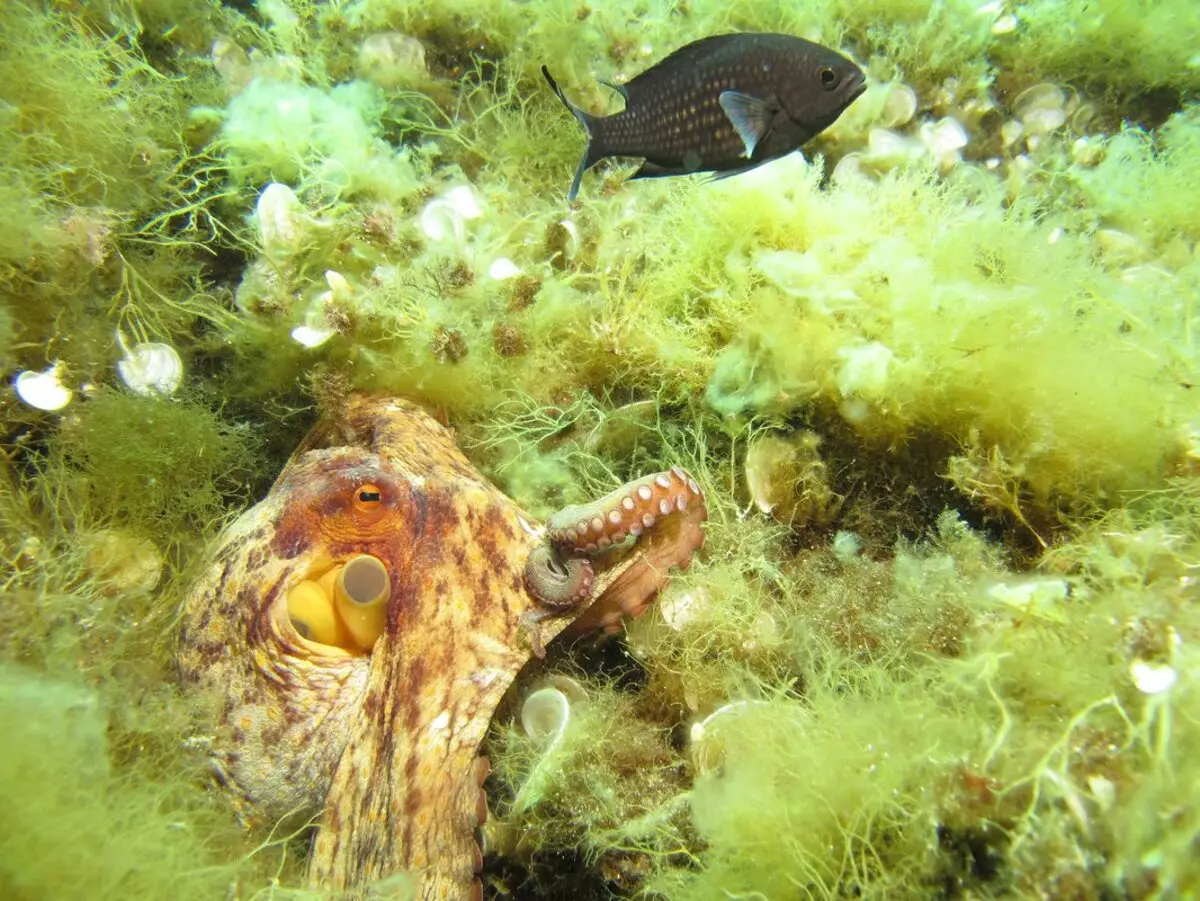 Videyo: Ki jan Octopuses chanje koulè