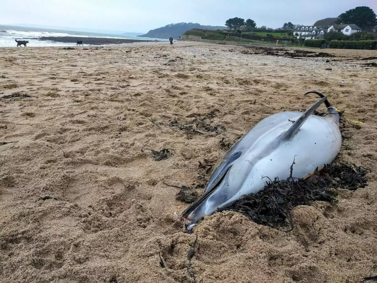 Els amants de les autofotos van matar dofí de nou: de vídeo