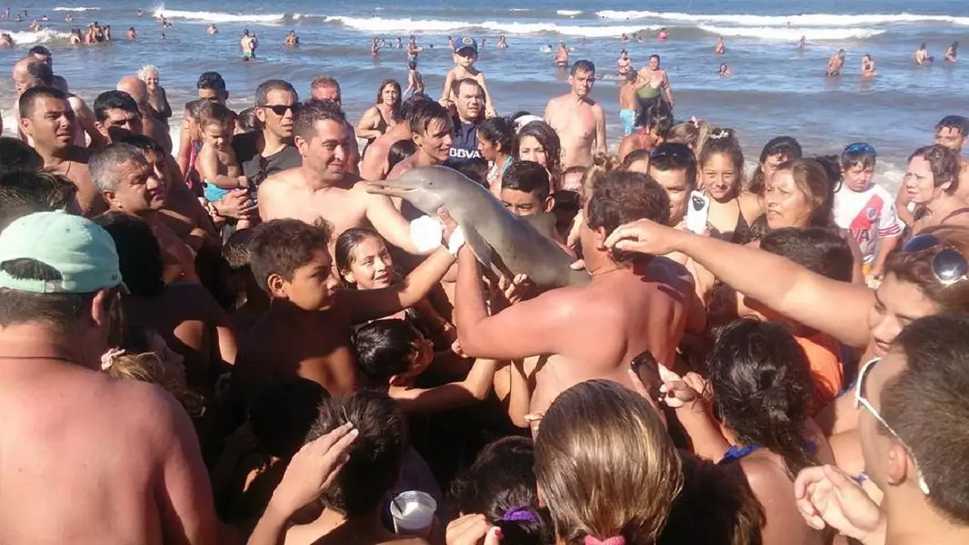 Os turistas mataron ao delfín ás marxes de Dolphin