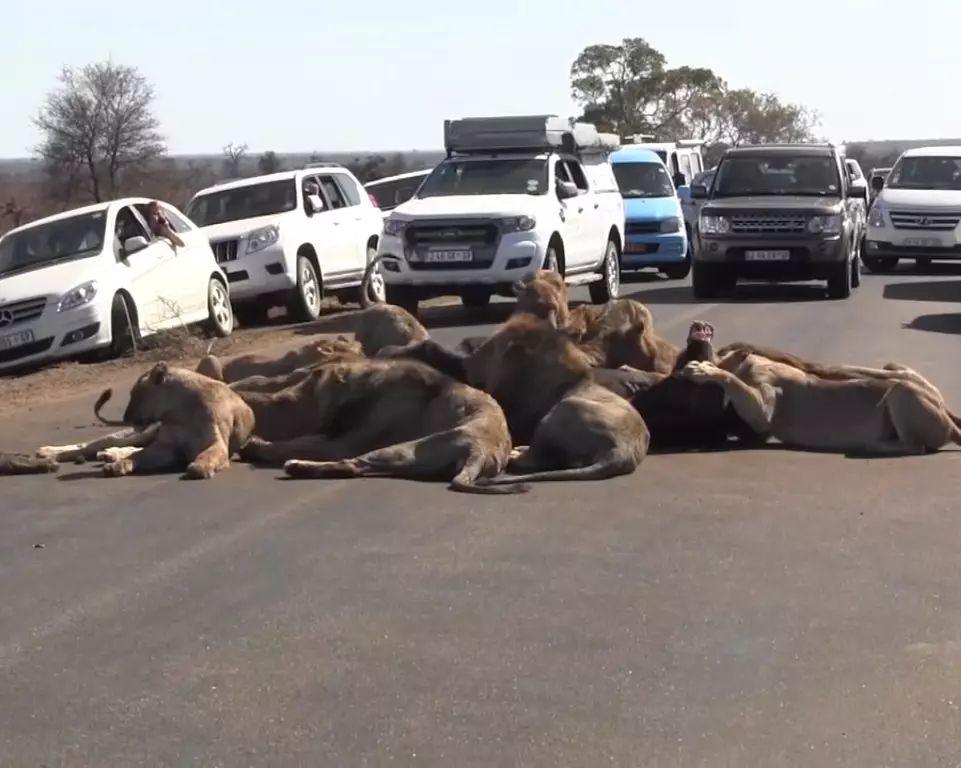 Gladnih lavova blokirali ceste u parku: video