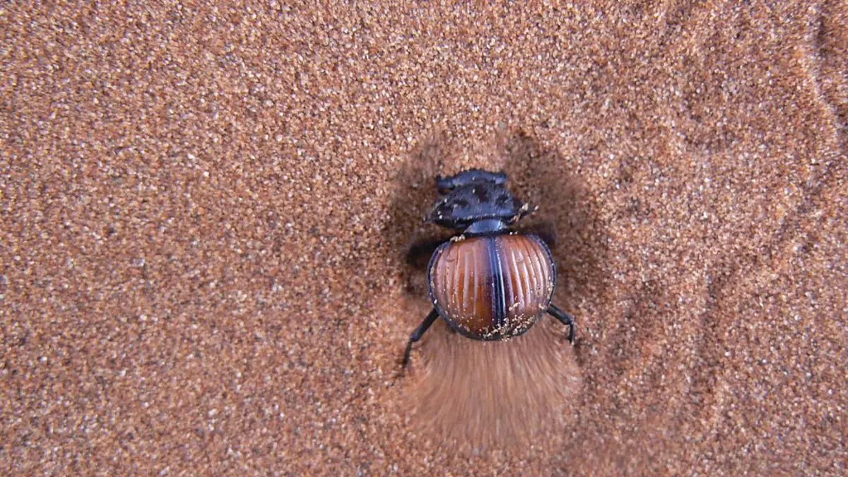 Ing Afrika Kidul, ketemu kumbang kanthi gait aneh