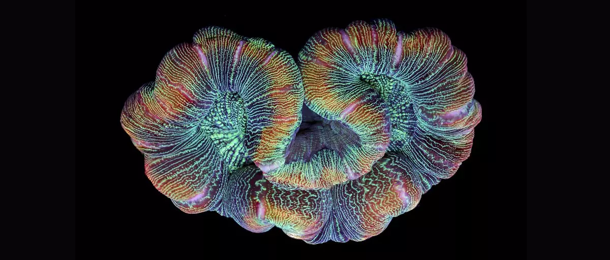 Coral život i boje: Timelaps video