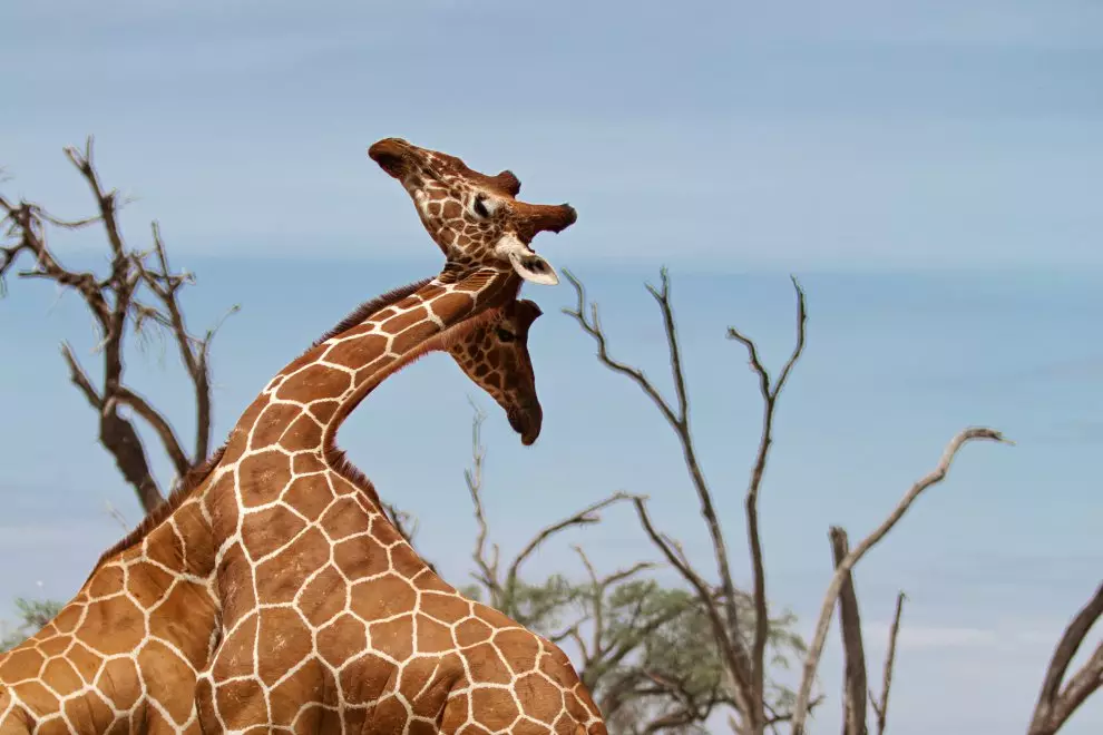Wëssenschaftler ënnerdeelt Giraff fir véier Zorte