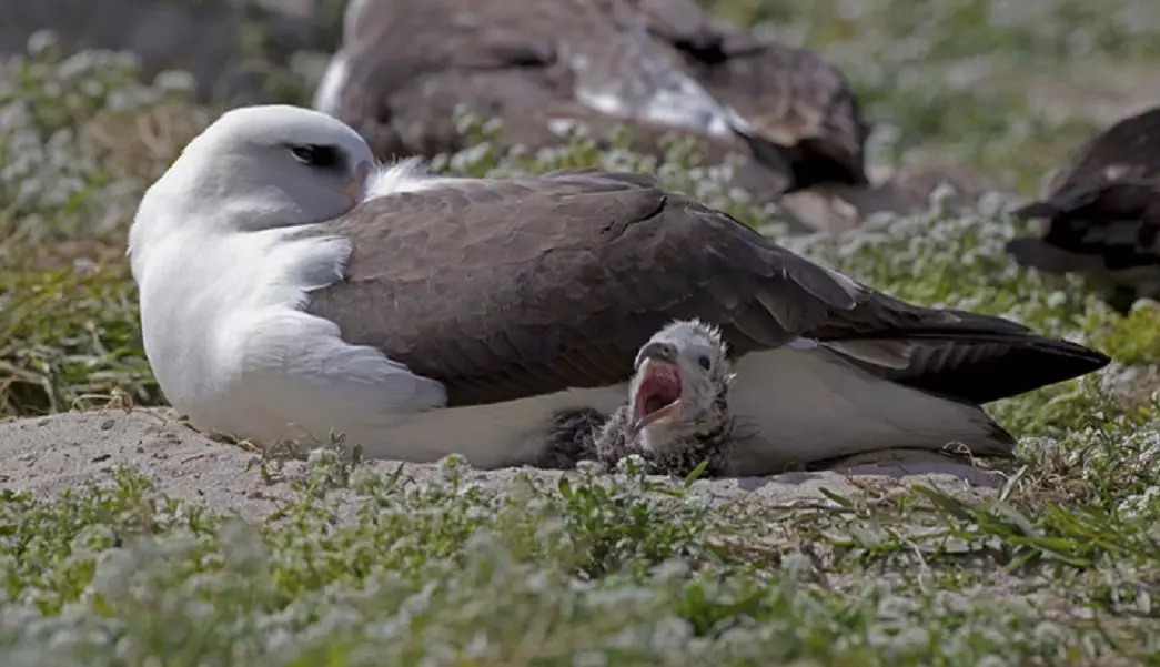 Albatross de longa duración segue a pospoñer ovos
