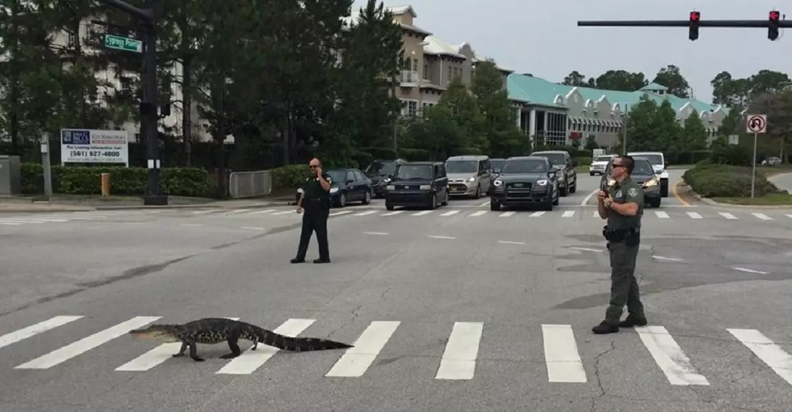 플로리다에서 교통 규칙을 관찰하는 악어가 발견되었습니다.