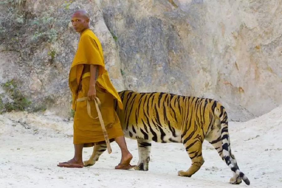 Patrijiet Buddisti jimpenjaw ruħhom fi tigribaggling tigri
