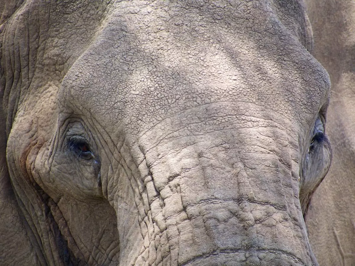 Satria ny elefanta dia misaona ny maty: Video