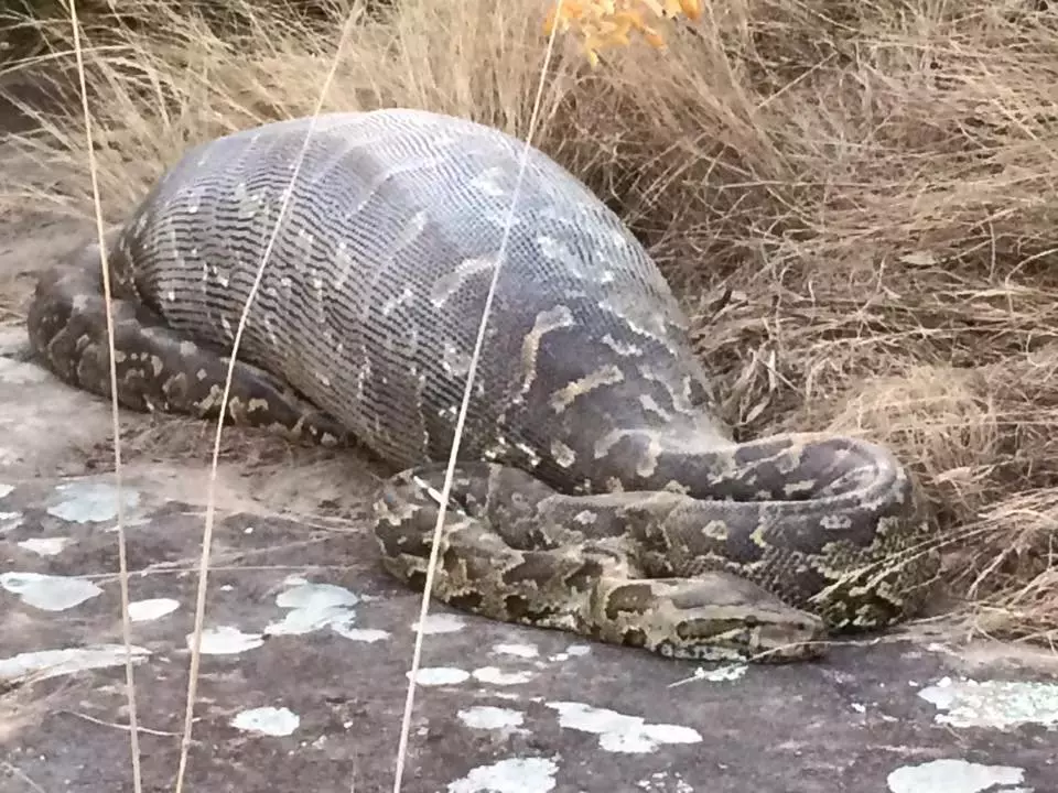 Tuʻuina mai le python mai totonu: ata