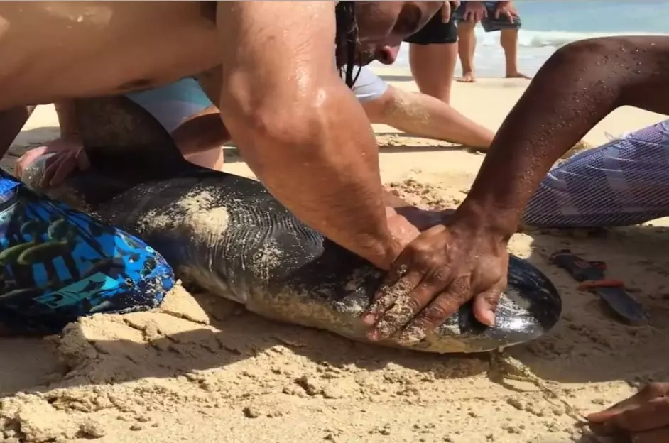 Wideo: Zapisywanie rekina na Hawajach