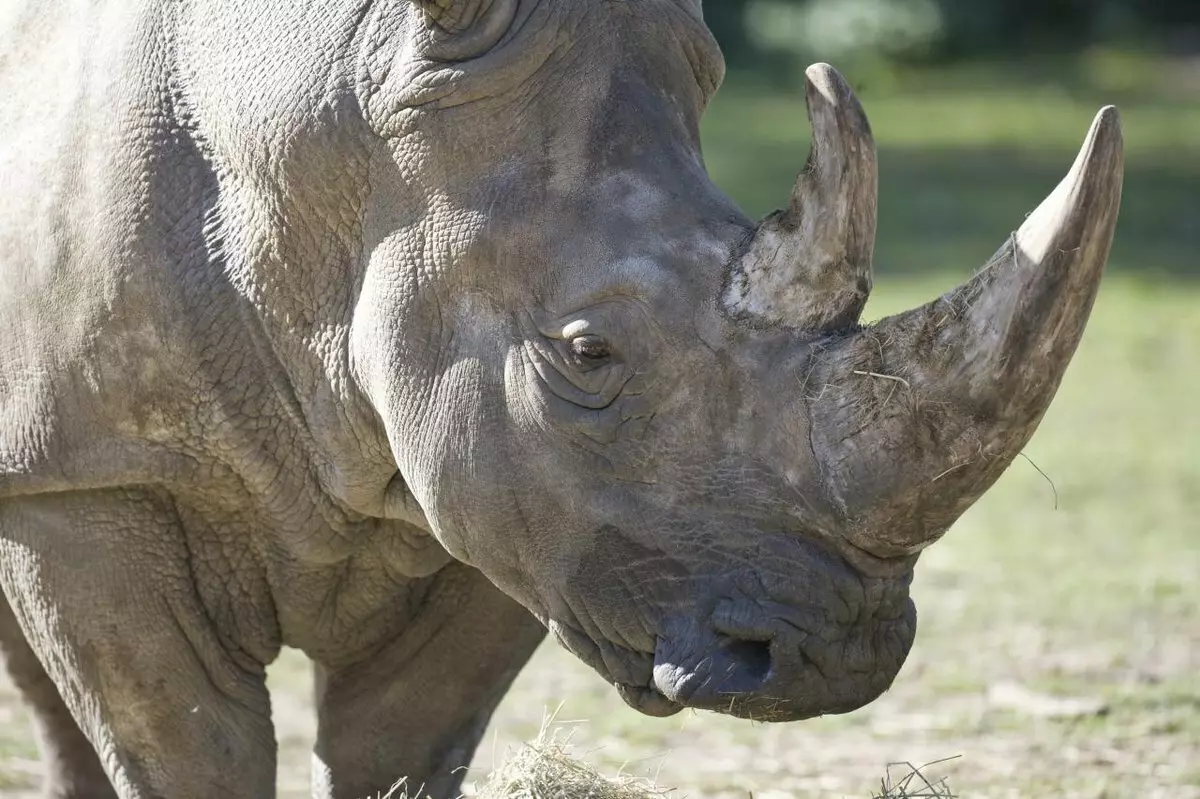 MuchiFrench zoo pfuti rhino