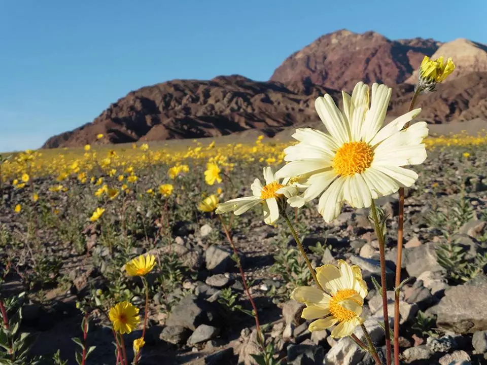 視頻：死亡谷在10年內第一次開花