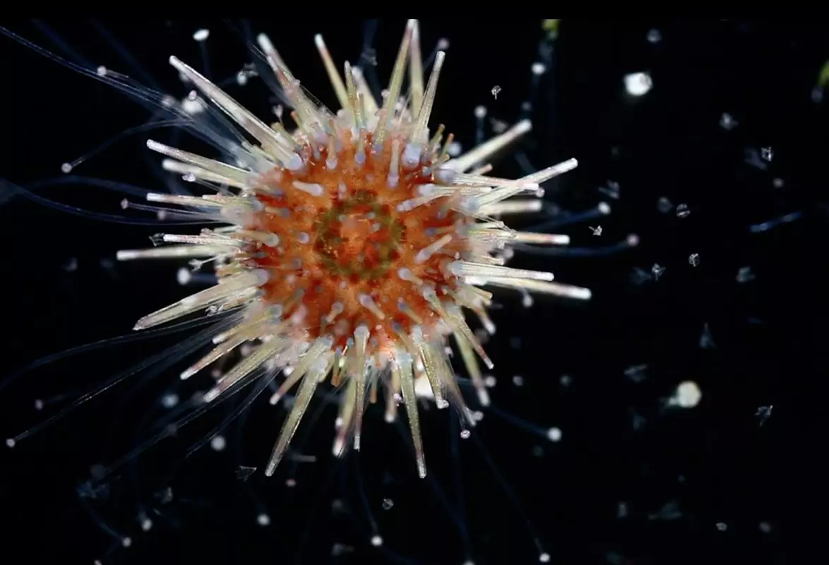 Những con nhím biển bật từ trong ra ngoài sinh ra: Video