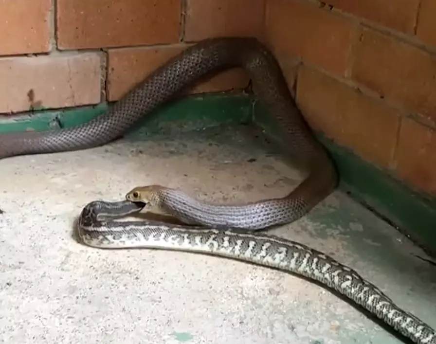Mesh Snake mihinana python: video