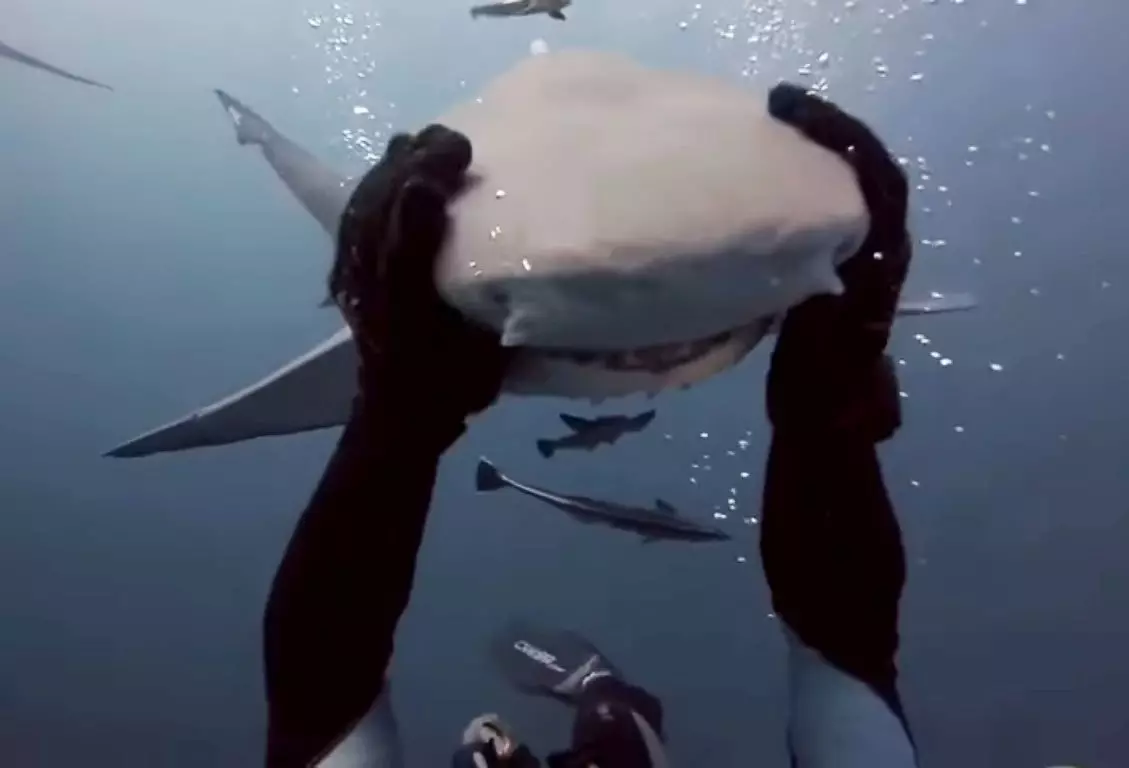Video: Shark drukkies met duiker