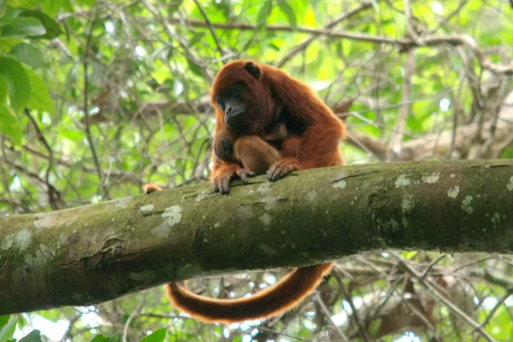 Маймуни помогнаха туристическа оцелеят в джунглата