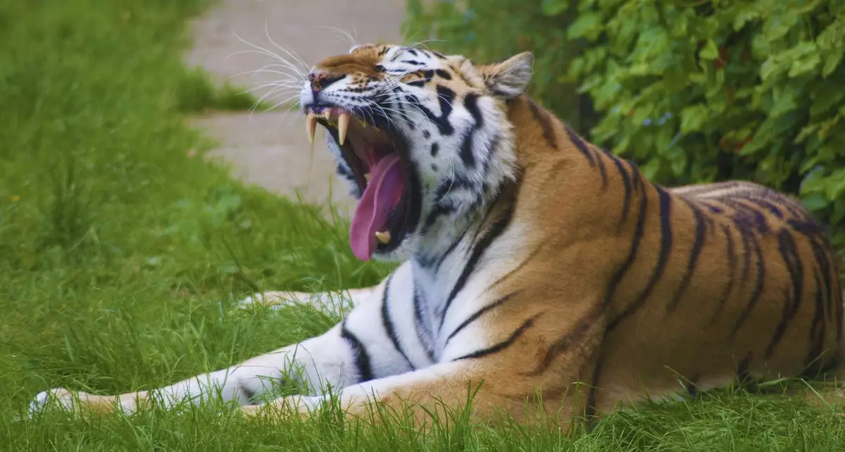 De befolking fan Amur Tigers is groeid