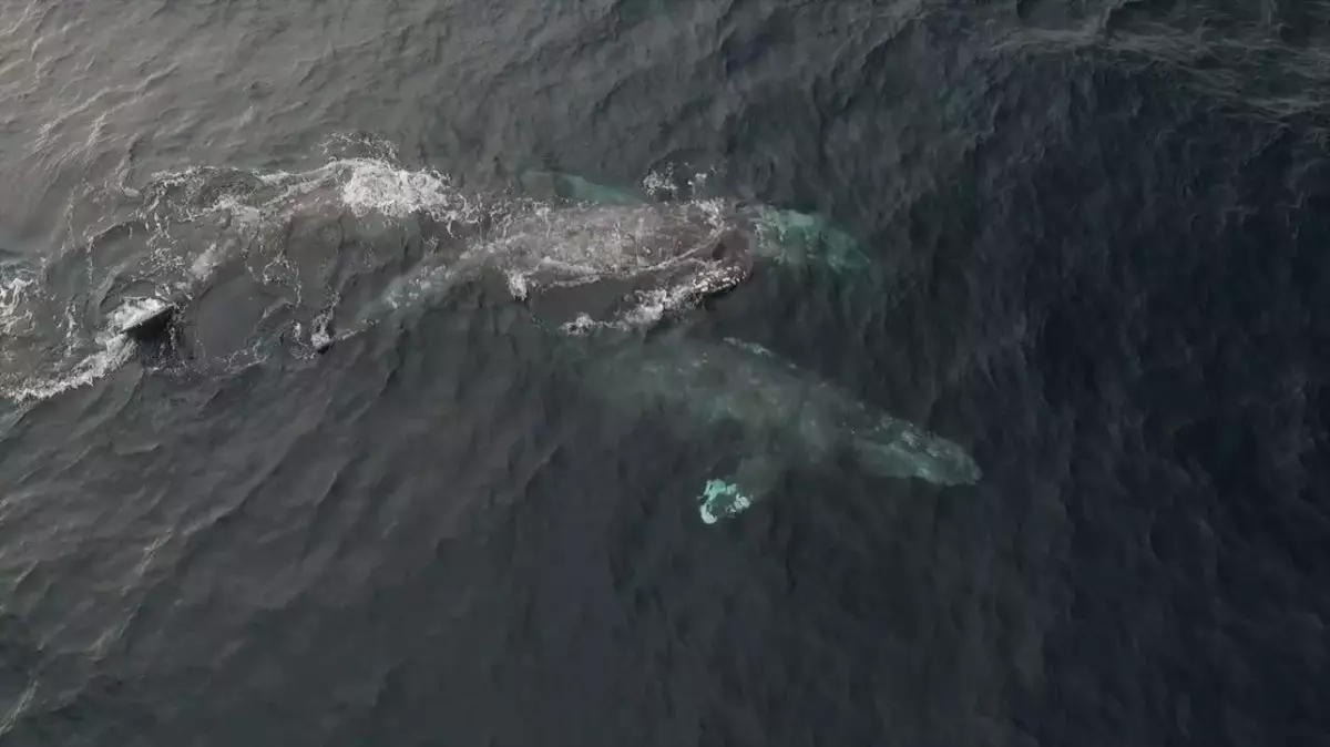 Любов на трьох в світі китів: відео