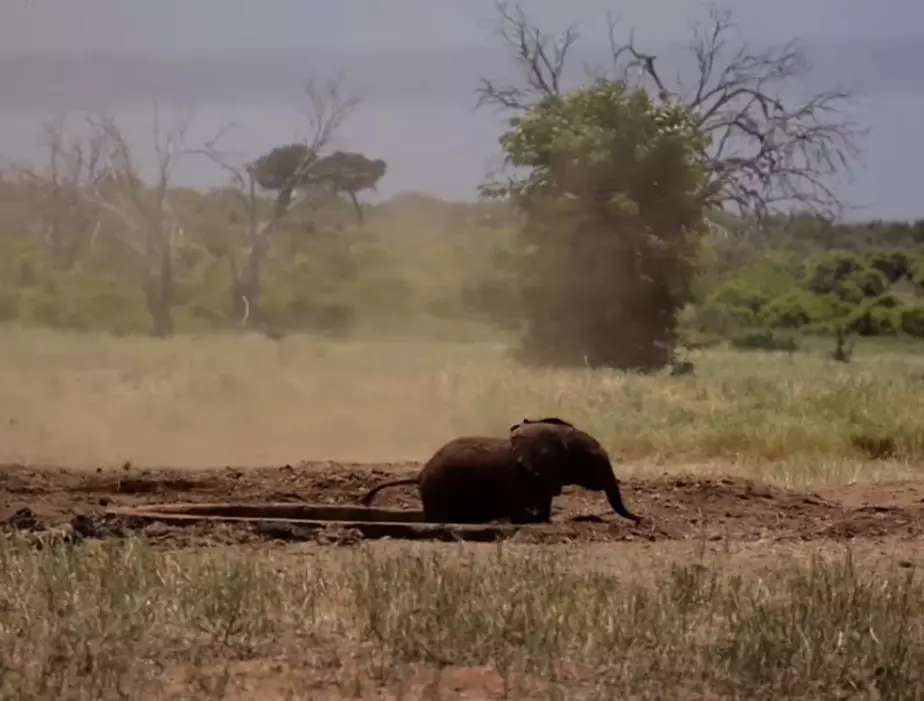 Elefant salvació no haver fossa de vídeo