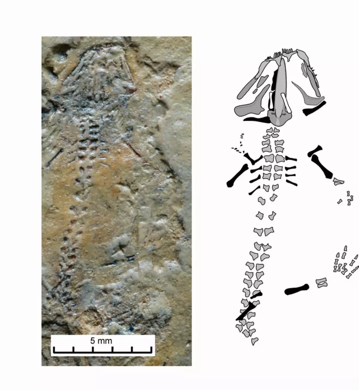 От вкаменелости на най-старата саламандър намерени в Киргизстан