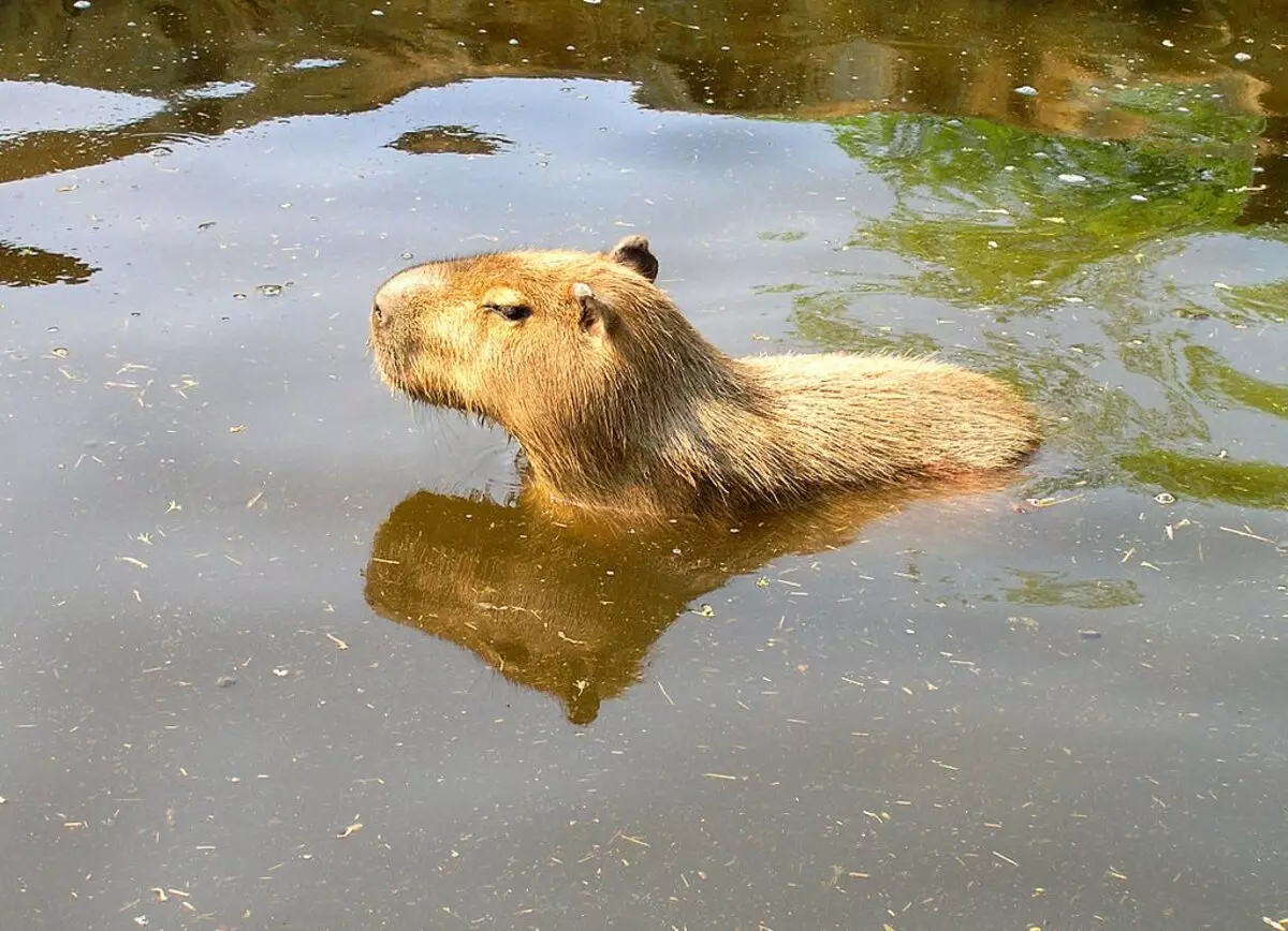 Capibara는 Jaguar에서 저장됩니다 : 비디오